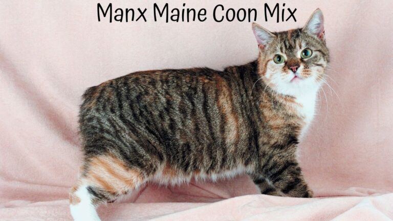 Manx Maine Coon Mix Cat: A Stubby Tailed Feline Breed