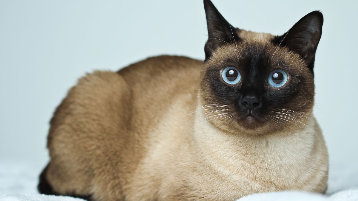 Cinnamon Siamese Cat: Exploring These Beautiful Felines