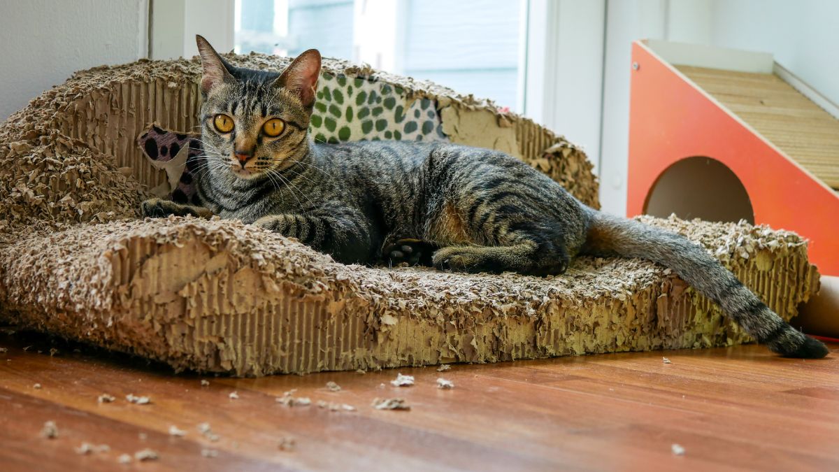 Striped Siamese Cat: Everything You Need To Know About These Felines