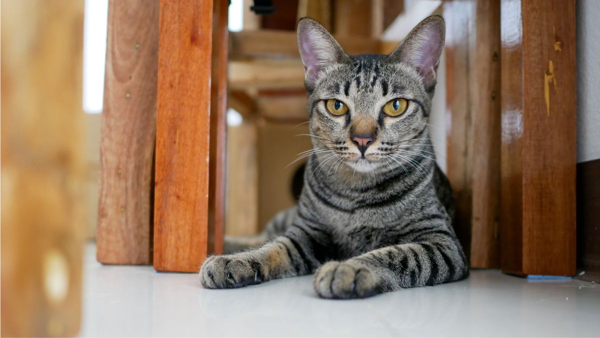 Striped Siamese Cat: Everything You Need To Know About These Felines