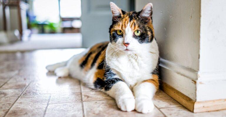 Calico vs Tortie Cat: Understanding the Differences in Patterns & Genetics