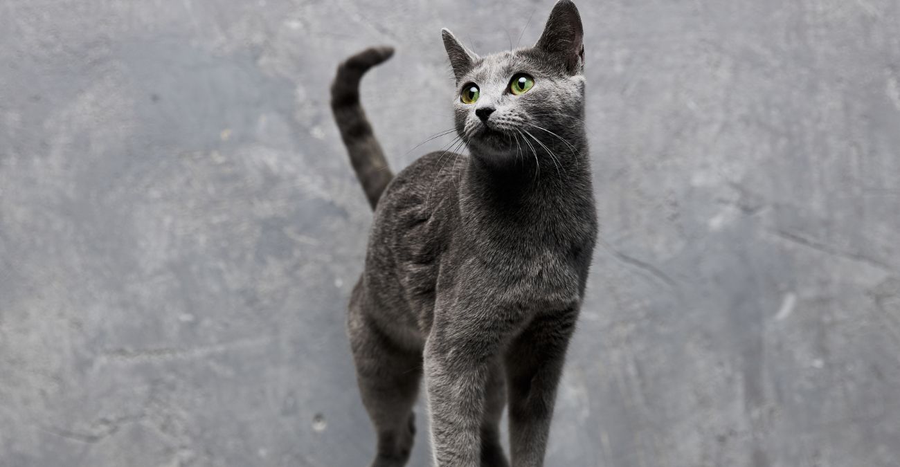 Chartreux Cat vs. Russian Blue: Understanding the Differences - Cat Fur ...