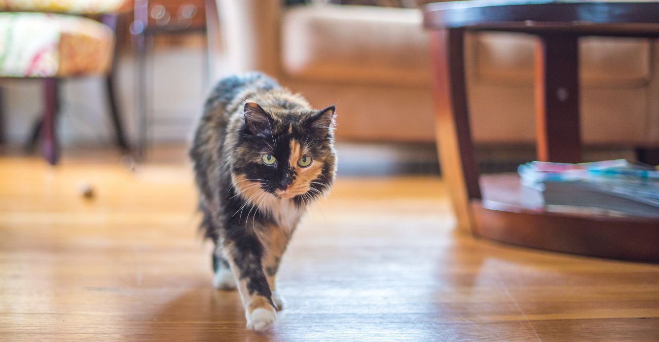 Calico vs Tortie Cat: Understanding the Differences in Patterns & Genetics