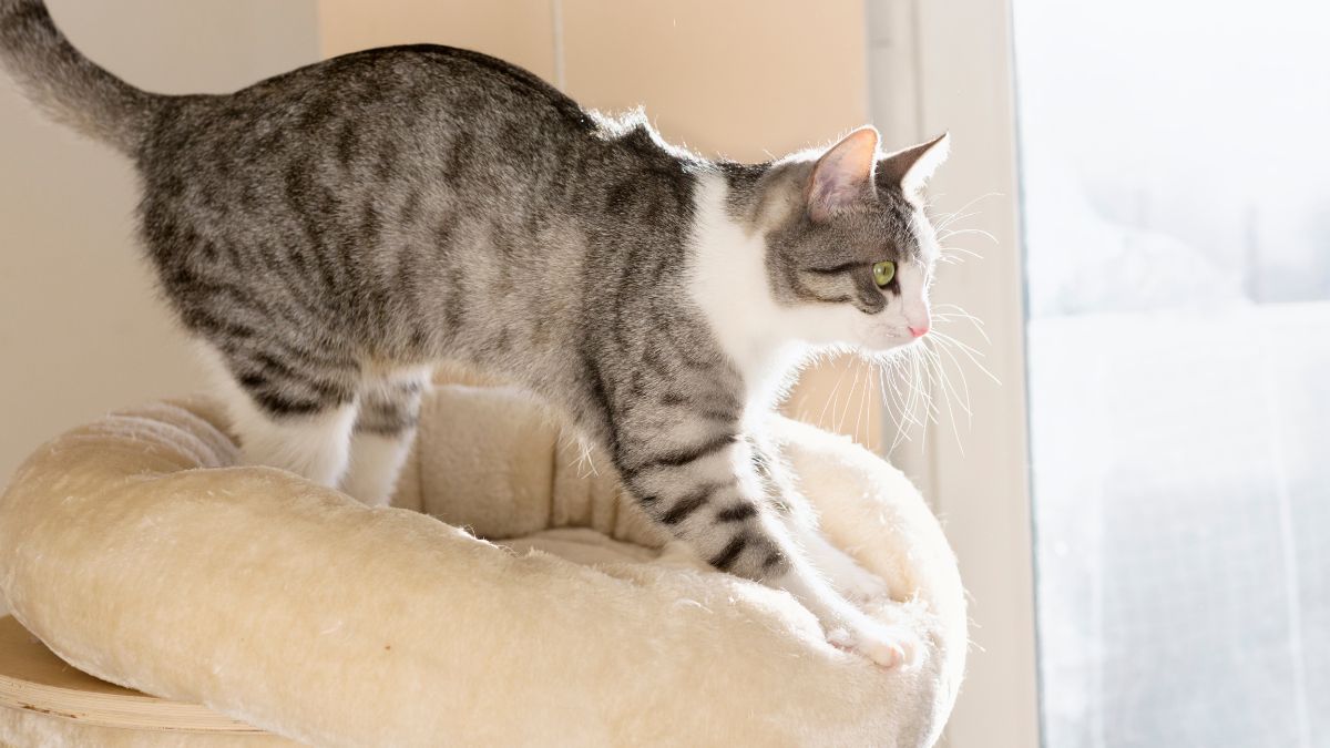 25 Signs Your Cat Loves You: How to Know Your Feline Friend Cares - Cat ...