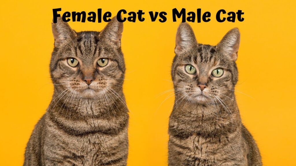 Male vs Female Cats: Unraveling the Secrets of Their Unique Behaviors ...