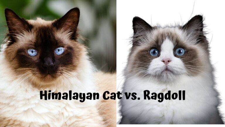 Himalayan Cat vs Ragdoll: Exploring the Differences and Helpful Tips