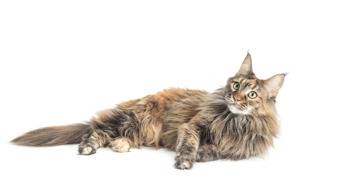 Unlock the Secrets of Feline Care: Medium vs Long Haired Cats