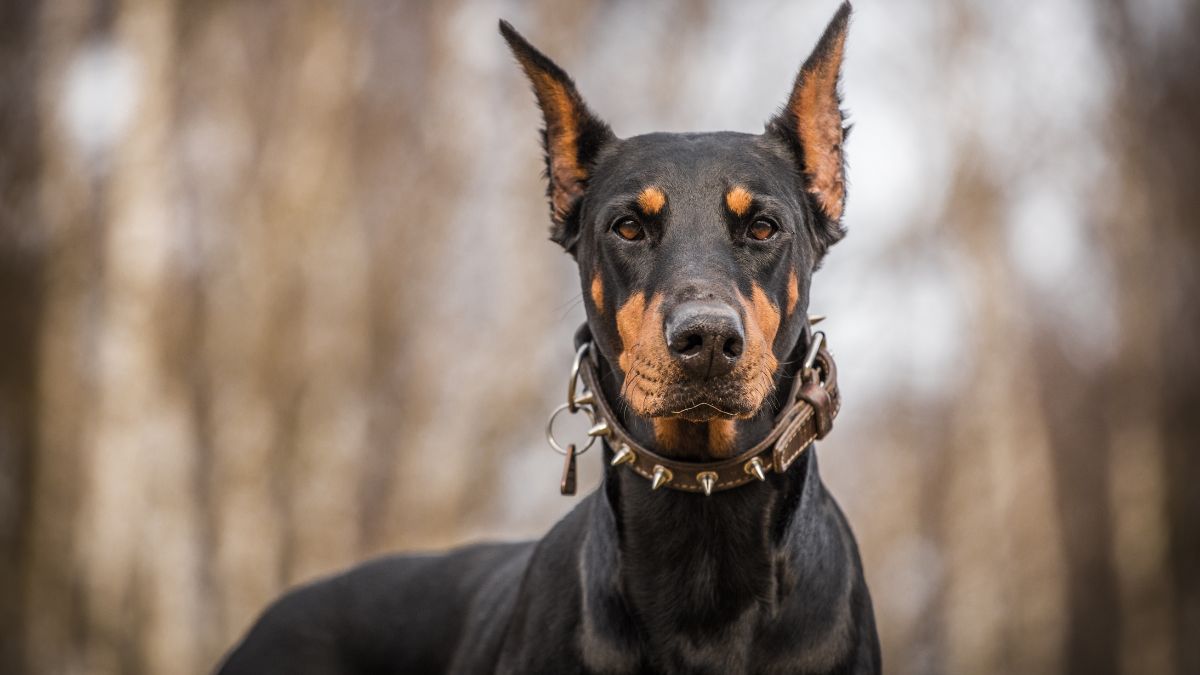 Are Dobermans Good with Cats: Understanding Feline-Canine Relationships ...