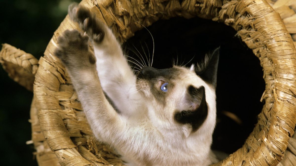Balinese Cat vs Siamese: Distinct Traits and Personalities Explored