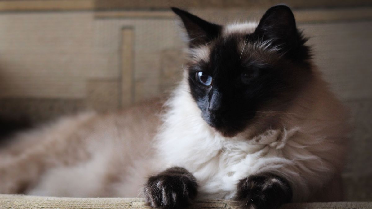 Balinese Cat vs Siamese: Distinct Traits and Personalities Explored