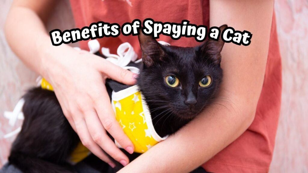Benefits of Spaying Your Cat: Enhancing Health and Reducing ...