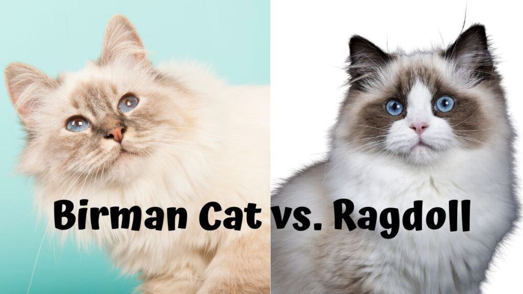 Birman Cat vs Ragdoll: Which Breed is Right for You?