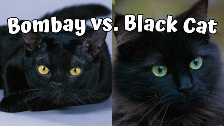 Bombay vs Black Cat: Understanding the Differences Between Breeds