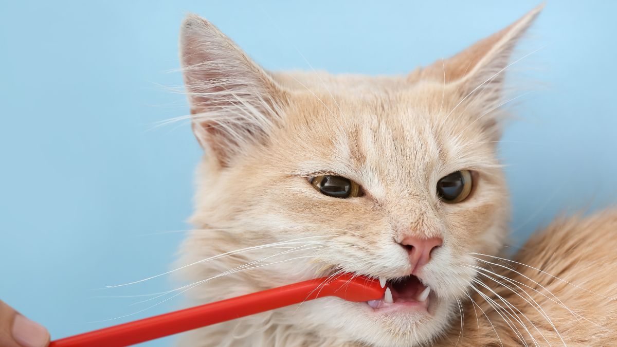 Cats’ Dental Secrets: How to Spot Trouble and Ensure a Healthy Mouth