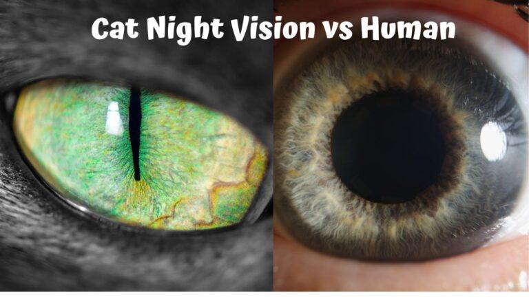 Cat vs Human Night Vision: Comparing How We See In The Dark