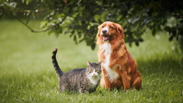 Cat Vision vs Dog Vision: Comparing Visual Abilities