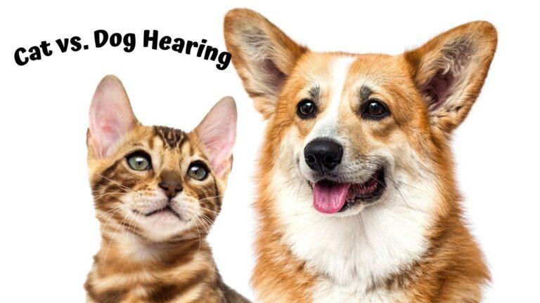 Cat vs. Dog Hearing: Analyzing Superior Auditory Capabilities