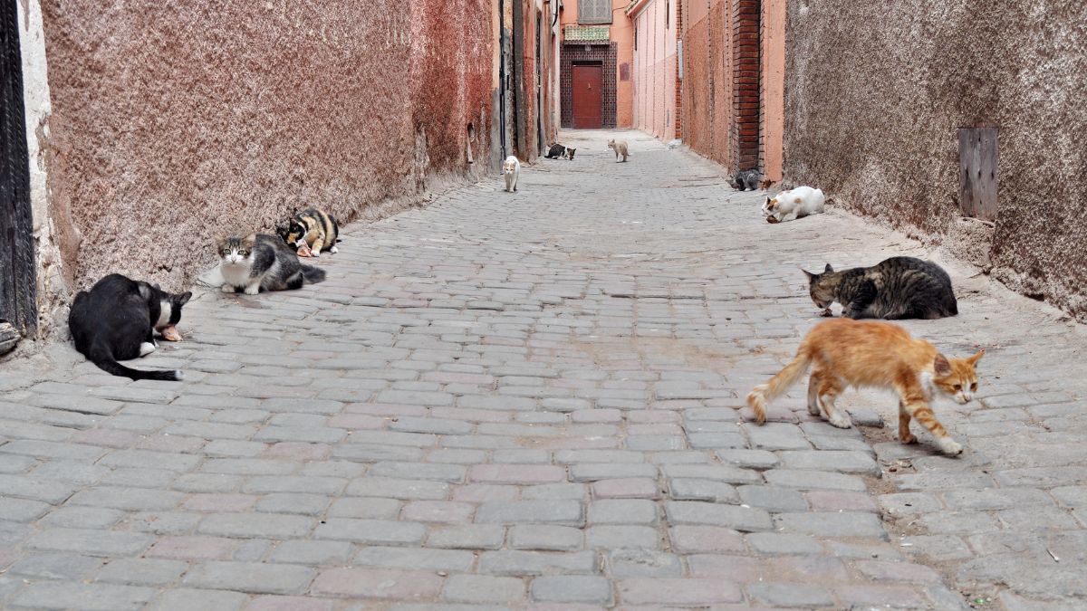 Benefits of Spaying Your Cat: Enhancing Health and Reducing ...