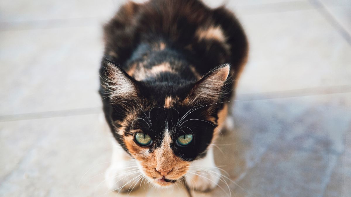 Cat Love Bite vs Real Bite: Understanding Feline Behavior