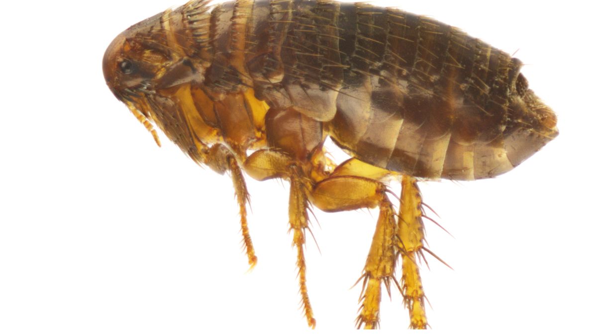 Cat Fleas vs Dog Fleas: Key Differences Explained Cat Fleas vs Dog Fleas: Key Differences Explained