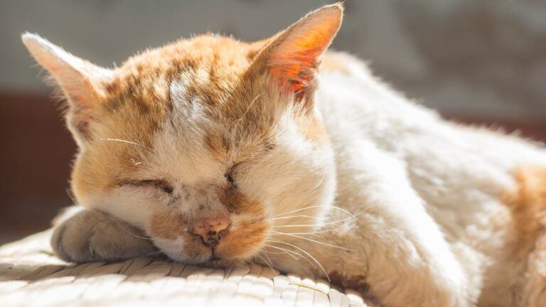 How to Tell Cat Gender by Face: Quick Visual Identification Tips