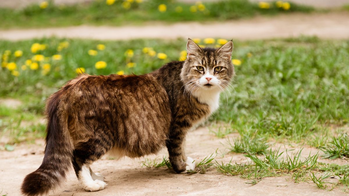 How to Tell If Your Cat Is Pregnant or Has Worms: Expert Signs and Symptoms