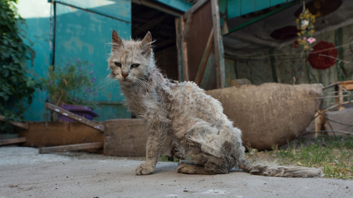 Unveiling the Truth: The Peril of Sunken Eyes in Cats