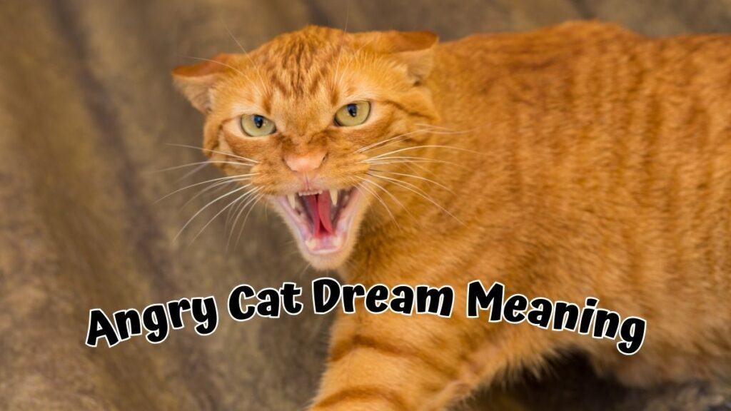 Angry Cat Dream Meaning: Deciphering Feline Fury in Your Slumber - Cat ...
