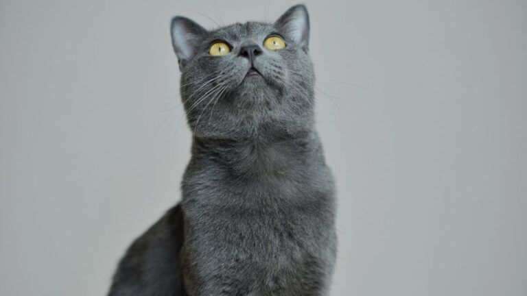 The Graceful Mystique: Distinguishing Russian Blues from Common Grey Cats