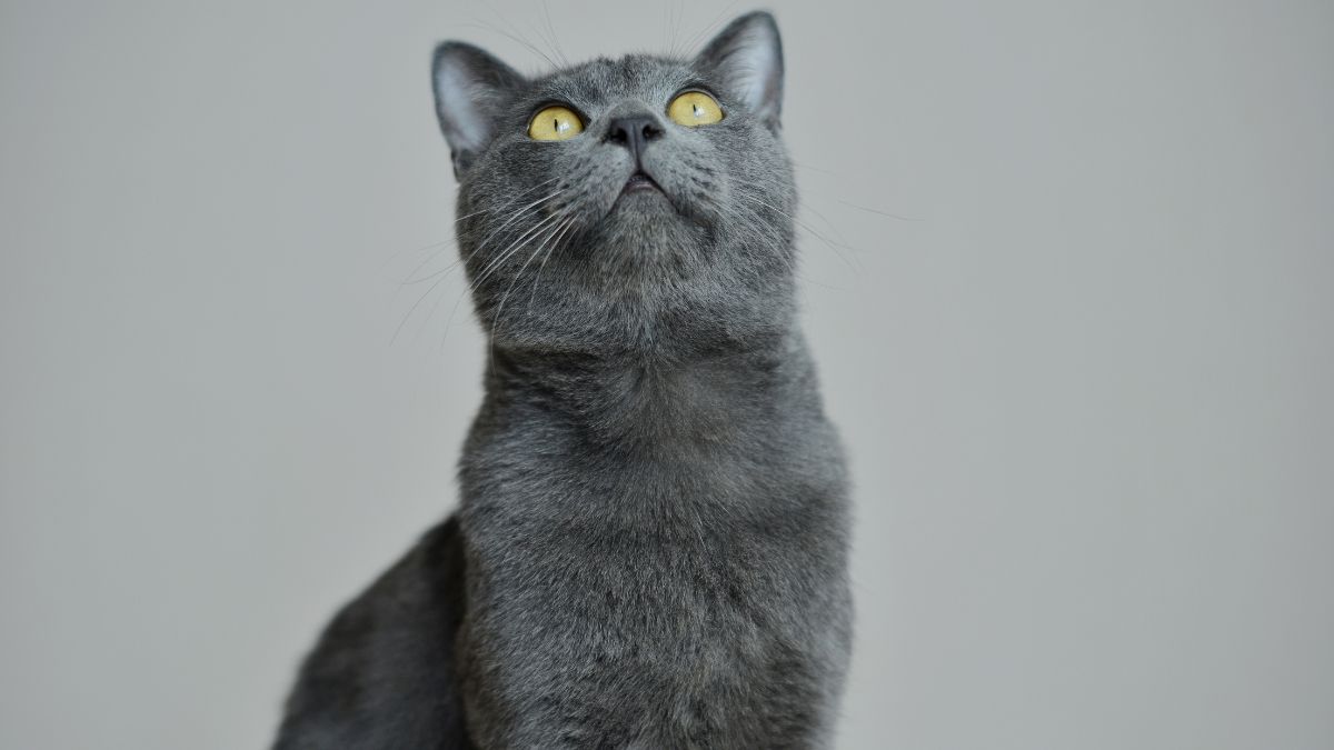 The Graceful Mystique: Distinguishing Russian Blues from Common Grey Cats