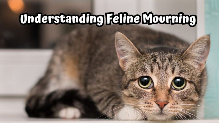 Feline Mourning: Do Cats Understand the Death of Their Companions?