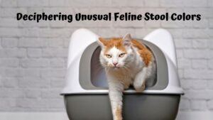 Cat Poop is White: Deciphering Unusual Feline Stool Colors
