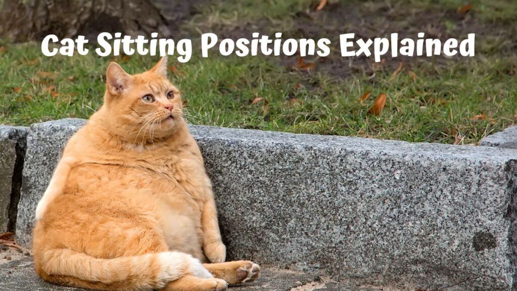 Cat Sitting Positions: Decoding Feline Postures