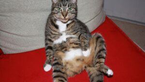 Cat Sitting Positions: Decoding Feline Postures