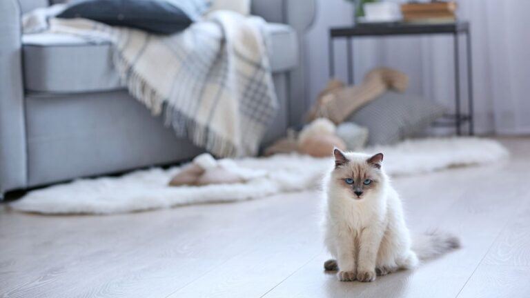 Cat Sitting Positions: Decoding Feline Postures