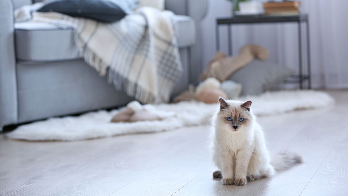 Cat Sitting Positions: Decoding Feline Postures