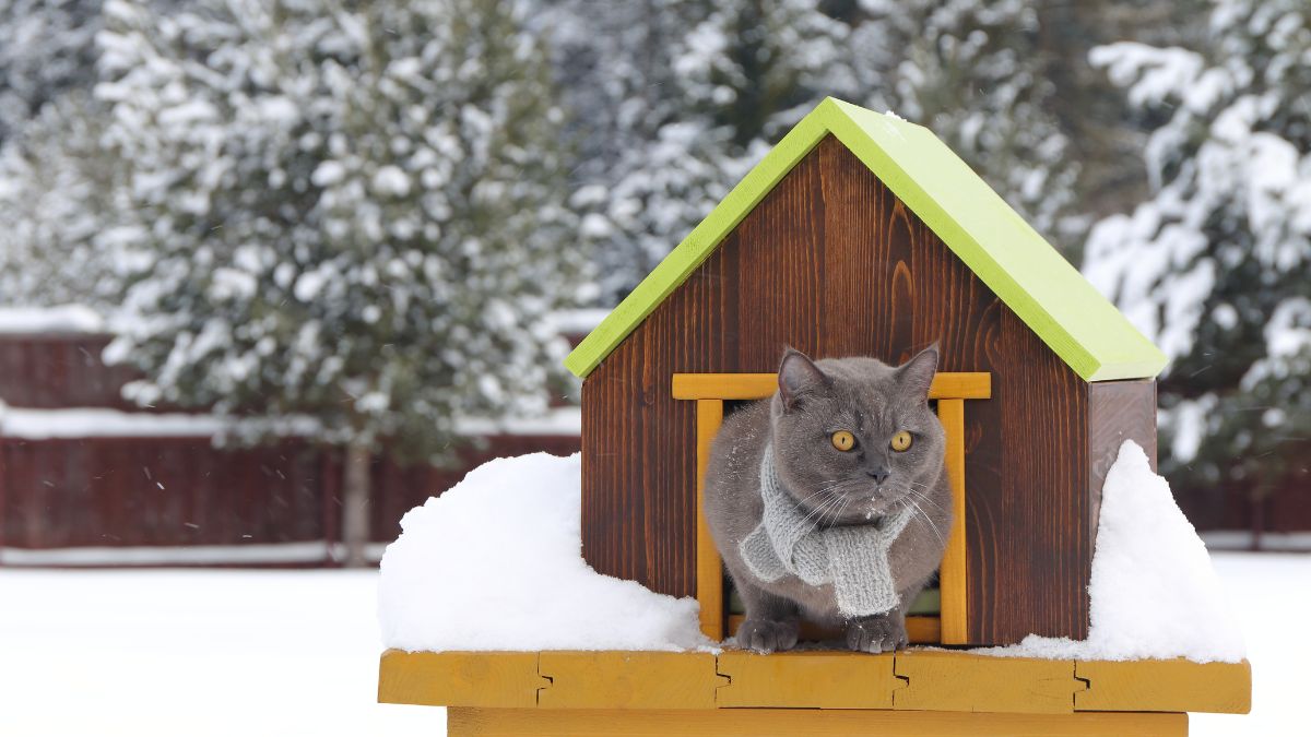 Best Outdoor Cat Breeds for Your Home Adventure