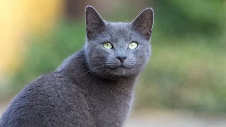 The Graceful Mystique: Distinguishing Russian Blues from Common Grey Cats