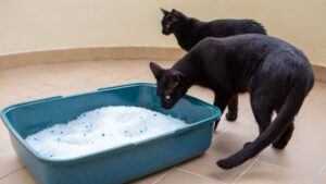 Cat Poop is White: Deciphering Unusual Feline Stool Colors