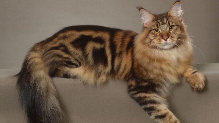 What Is the Strongest Cat: Unveiling Feline Might