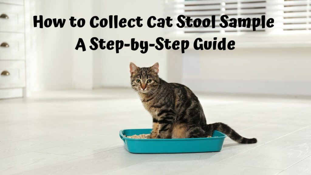 How to Collect Cat Stool Sample: A Step-by-Step Guide