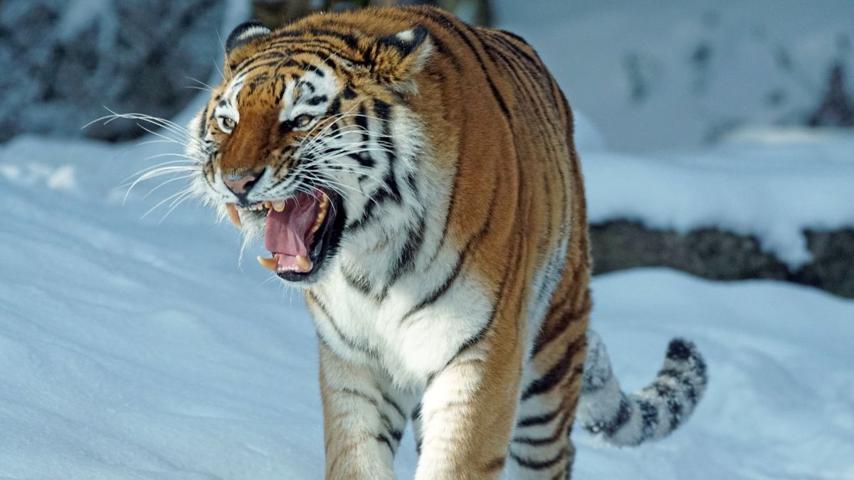 What Is the Strongest Cat: Unveiling Feline Might