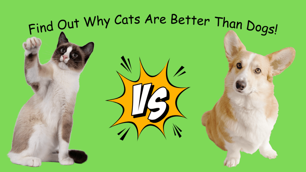 Why Cats Are Better Than Dogs: The Ultimate Debate - Cat Fur Life